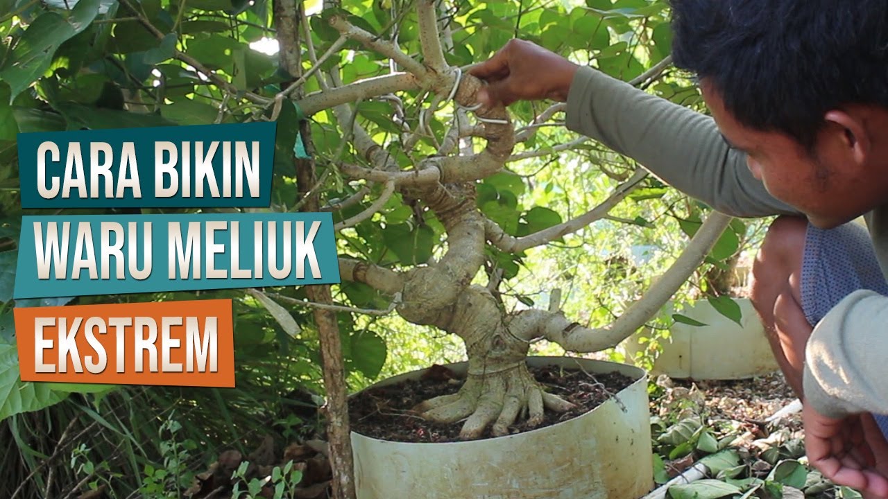 Cara Bikin Bonsai Waru Meliuk Ekstrem Bersama Mas Ismail - YouTube