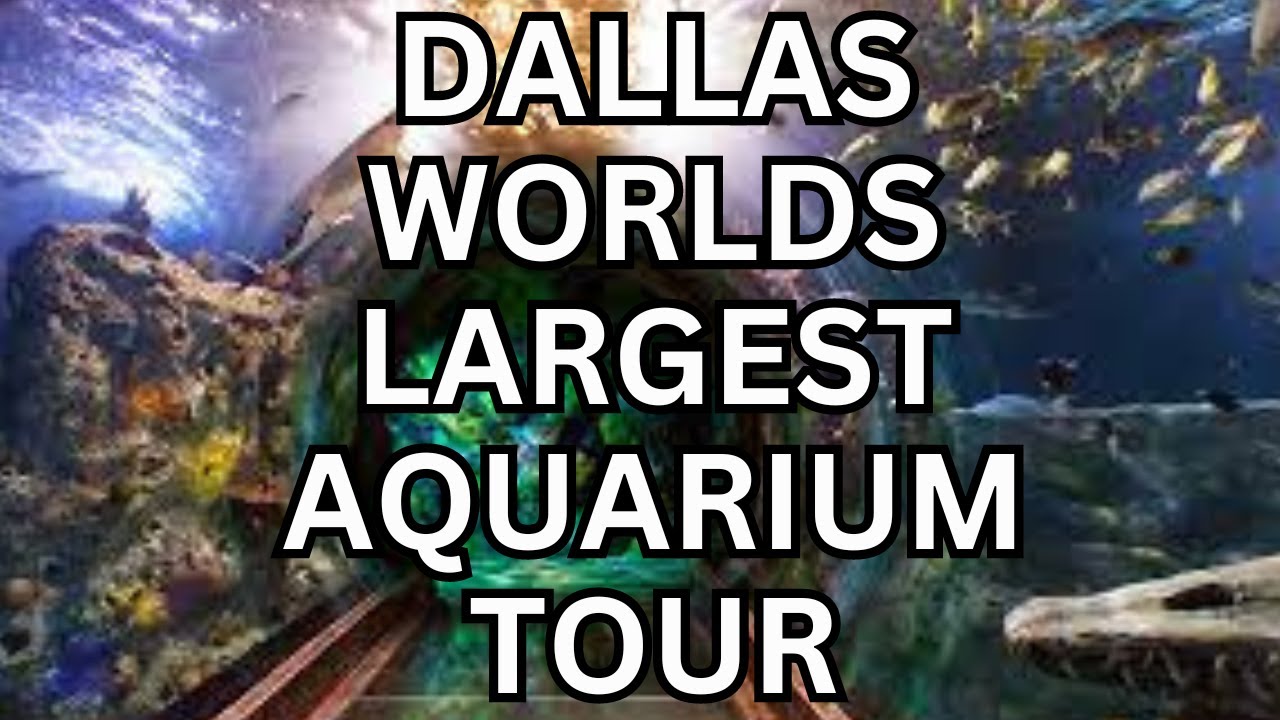 Dallas World Aquarium Tour - HIGH DEF 4K Walk through - Dallas, TX ...