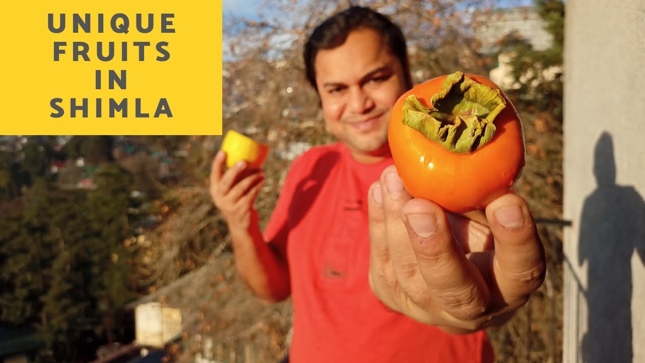 Trying Unique Fruits in Shimla - YouTube