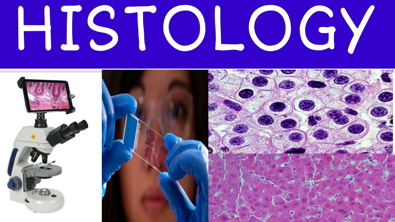 What is histology?Histology definition. - YouTube