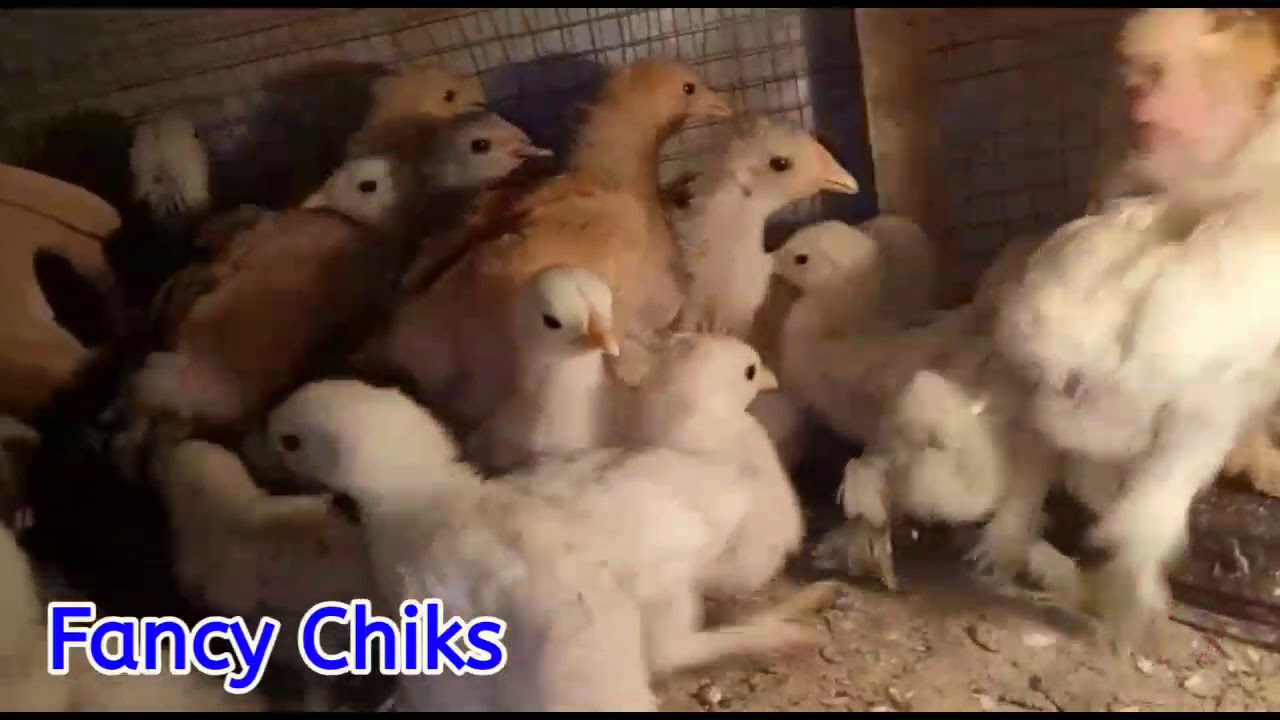 Fancy Hen Chiks || Buff Chiks || Bantam Chiks || Voice Of Chiks ...