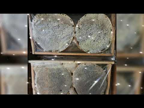 Taha Çakmak peynircilik