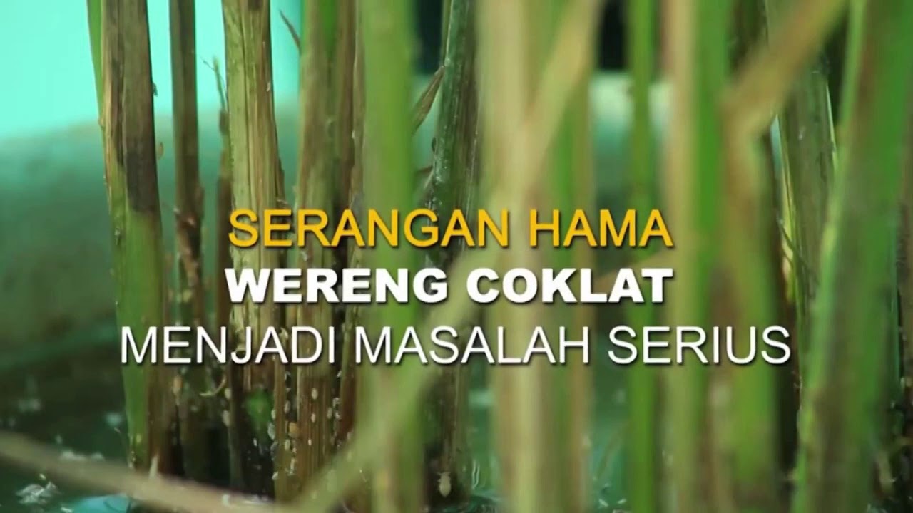 Biologi dan Pengendalian Hama Wereng Batang Coklat (Nilaparvata Lugens ...