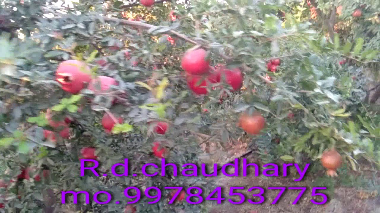 Anar fruit farm - YouTube