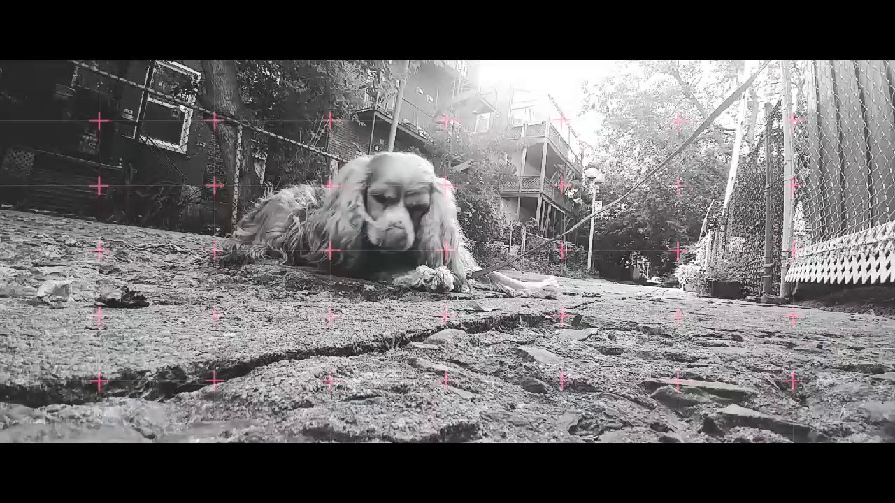 Man s Best Friend Vol 1 Salut Mon Ami Copain YouTube man-s-best-friend-vol-1-salut-mon-ami-copain-youtube