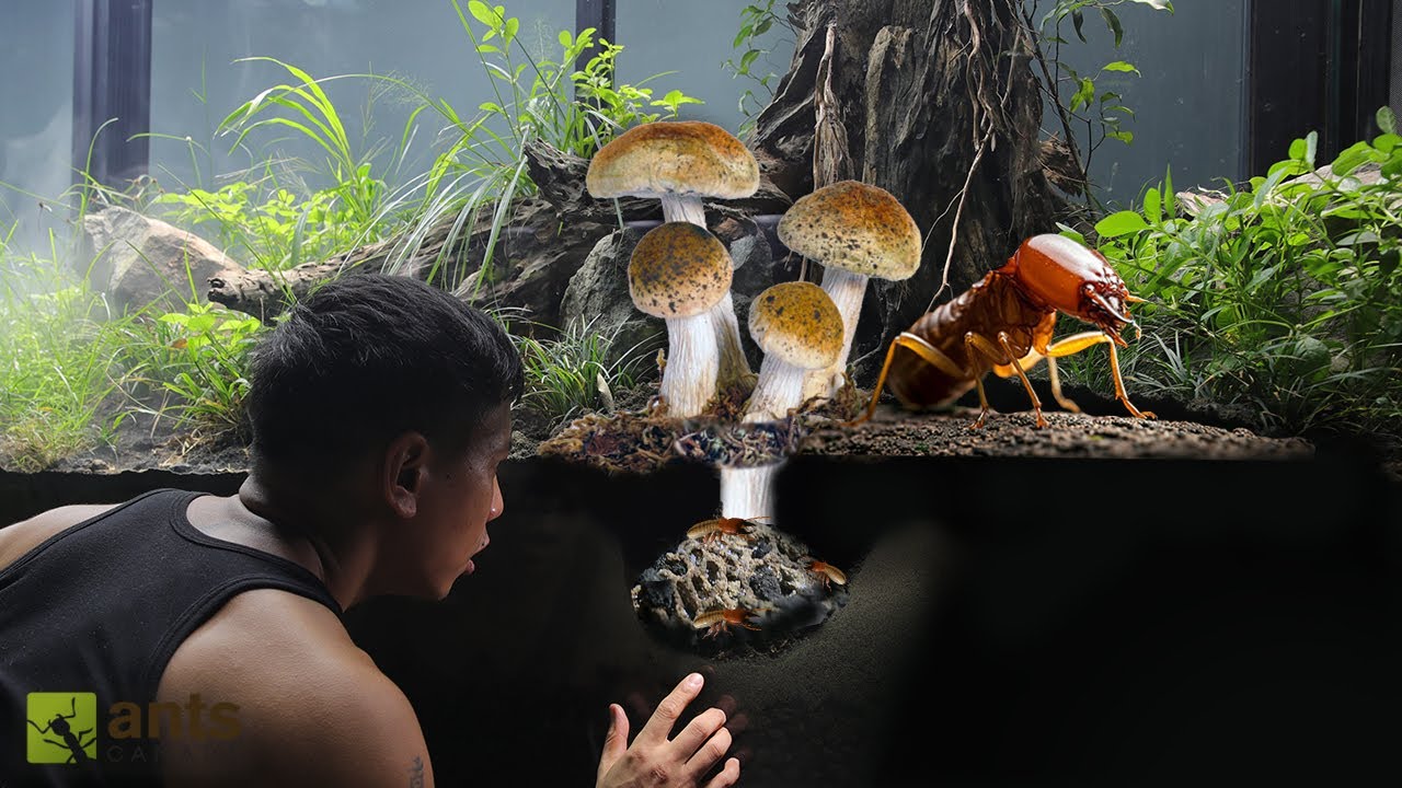 First in the World to Grow Mushrooms Using Termites in My Giant ...