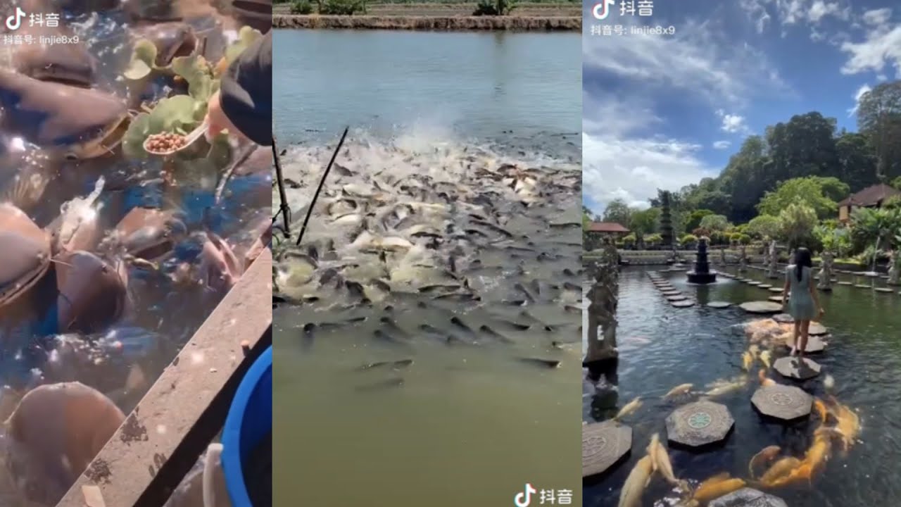 Fish video from tik tok - YouTube