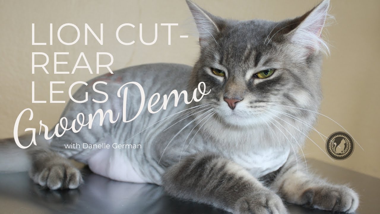 Cat Grooming Lion Cut - Techniques for Mastering Rear Legs - YouTube