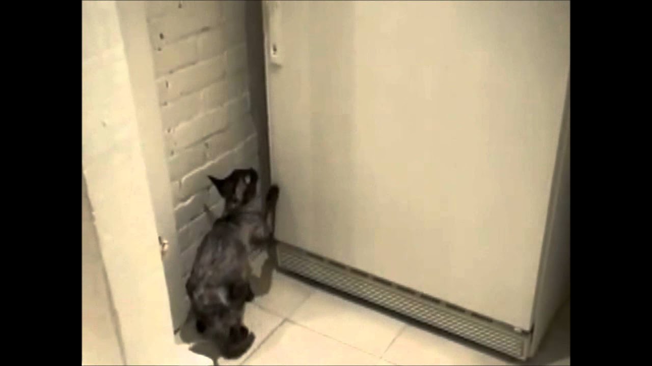 Cat opens freezer (iliiikeVIDEOS) - YouTube