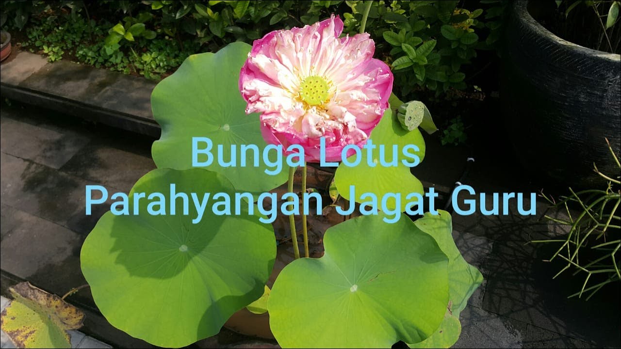 Bunga Lotus||di Pura Parahyangan Jagat Guru||BSD City - YouTube