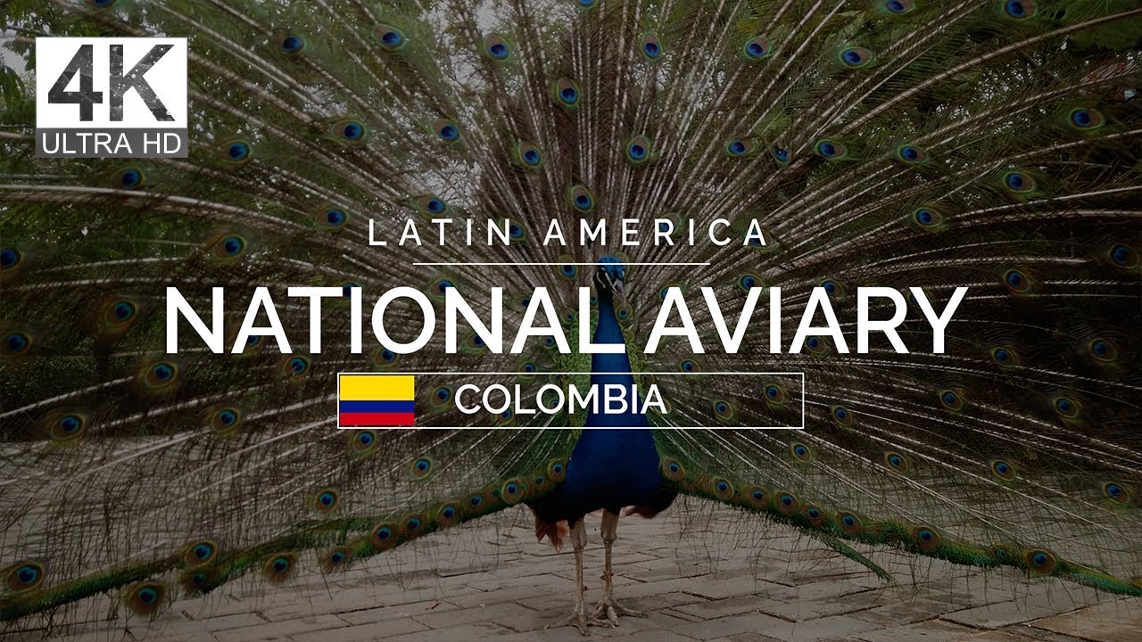 National Aviary, Colombia - YouTube