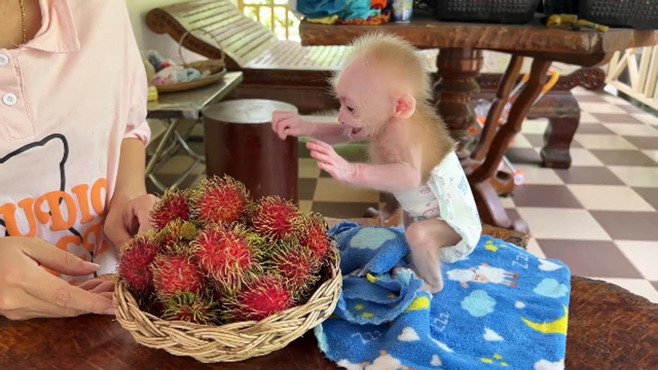 ChiChi Stand 2Legs Eager To Eating 2Kg Of Rambutane Fruits - YouTube