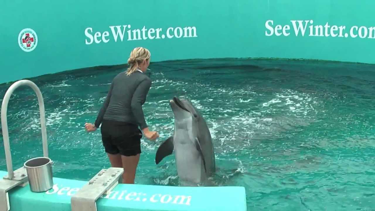 The dolphins Panama and Nicolas - Friends of Winter - The star of the ...