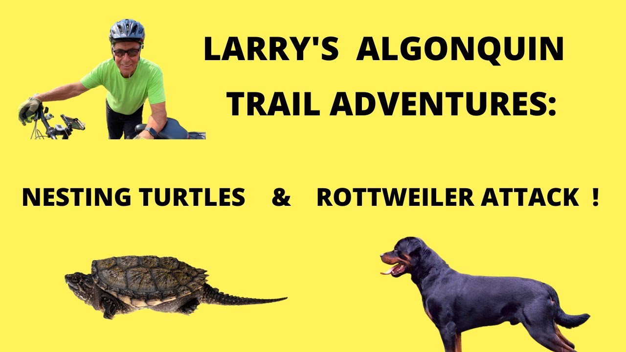 ALGONQUIN TRAIL ADVENTURES : NESTING TURTLES & ROTTWEILER ATTACK! - YouTube