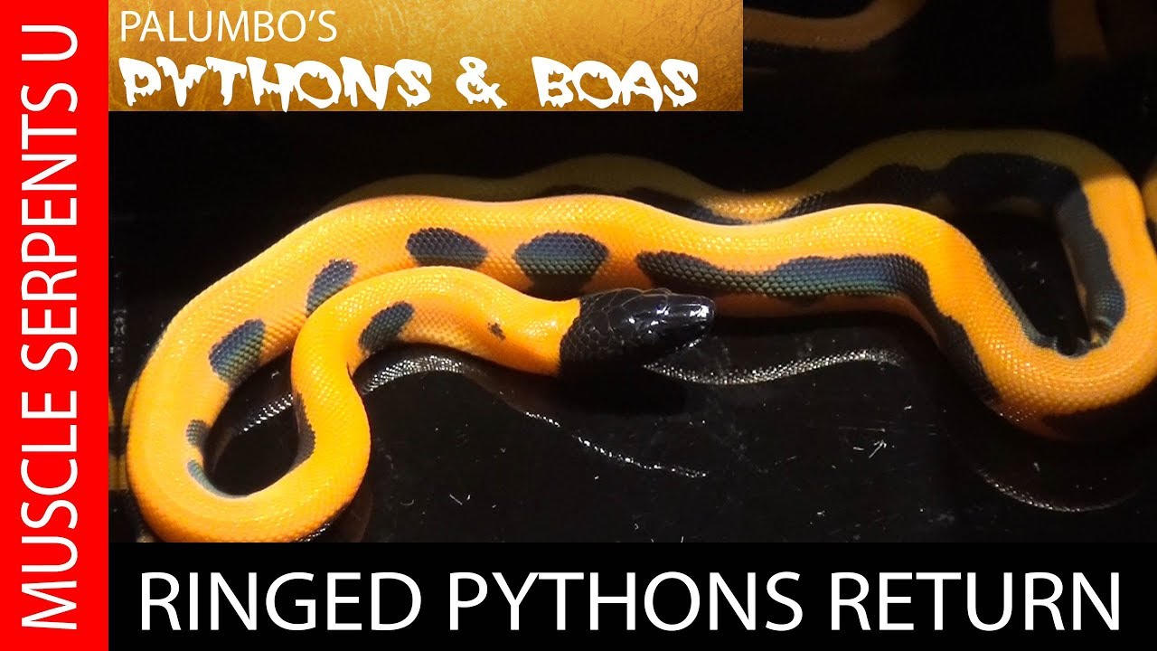 RINGED PYTHONS RETURN at Tampa Repticon- Part 1 - YouTube