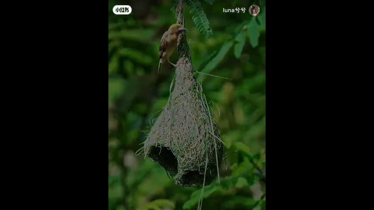 How sparrows build their nests #sparrow #naturalbeauty #natural - YouTube