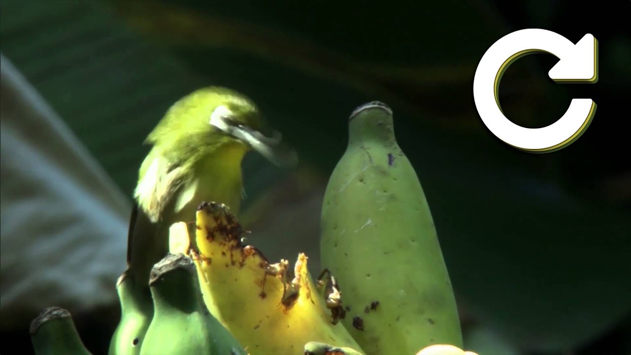 LOLbird ♥ FUNNY laughing bird ♥ おかしい - YouTube