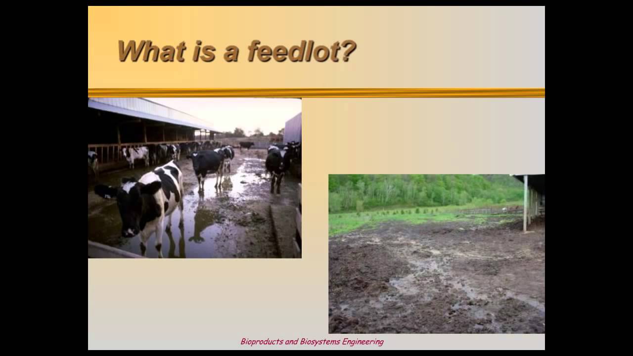 Minnesota Feedlot Annualized Runoff Model - YouTube