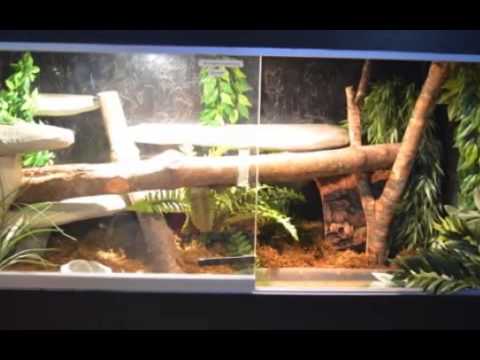 Caiman Lizard Simple DIY - YouTube