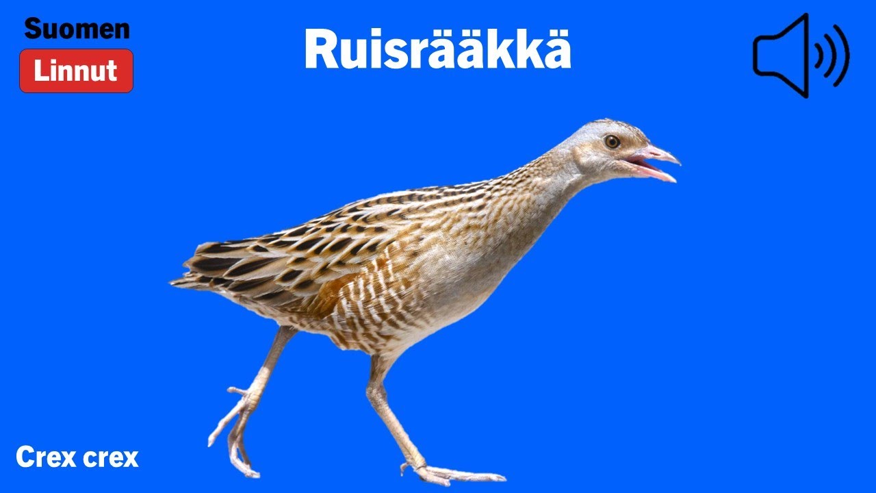 Ruisrääkkä - Crex crex - Corn Crake - kornknarr - CRECRE - YouTube