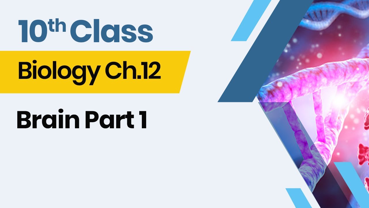 Brain Part I - Chapter 12 - Biology Class 10th - Lecture 5 - YouTube