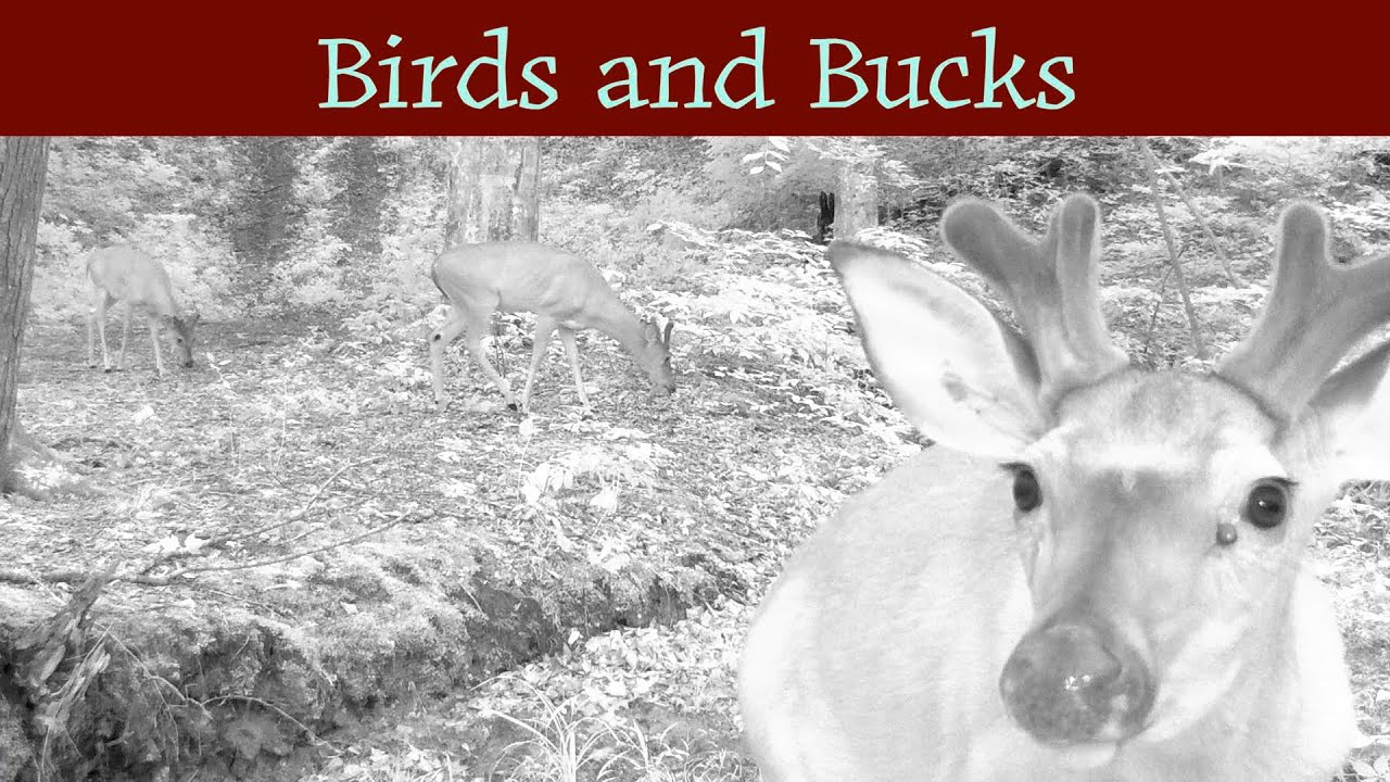 Is that a tick under his eye? | Awesome footage - YouTube