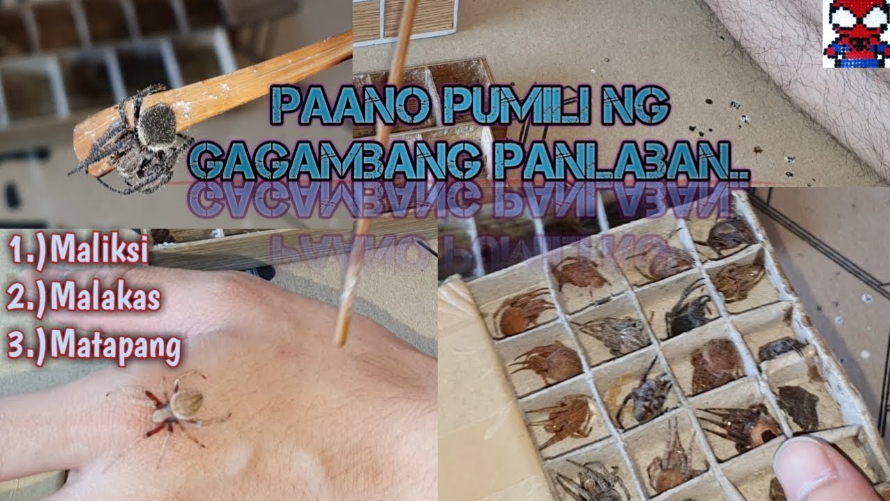 PAANO PUMILI ng PANLABAN na GAGAMBA(Spider Picking Guide)_Must Watch ...