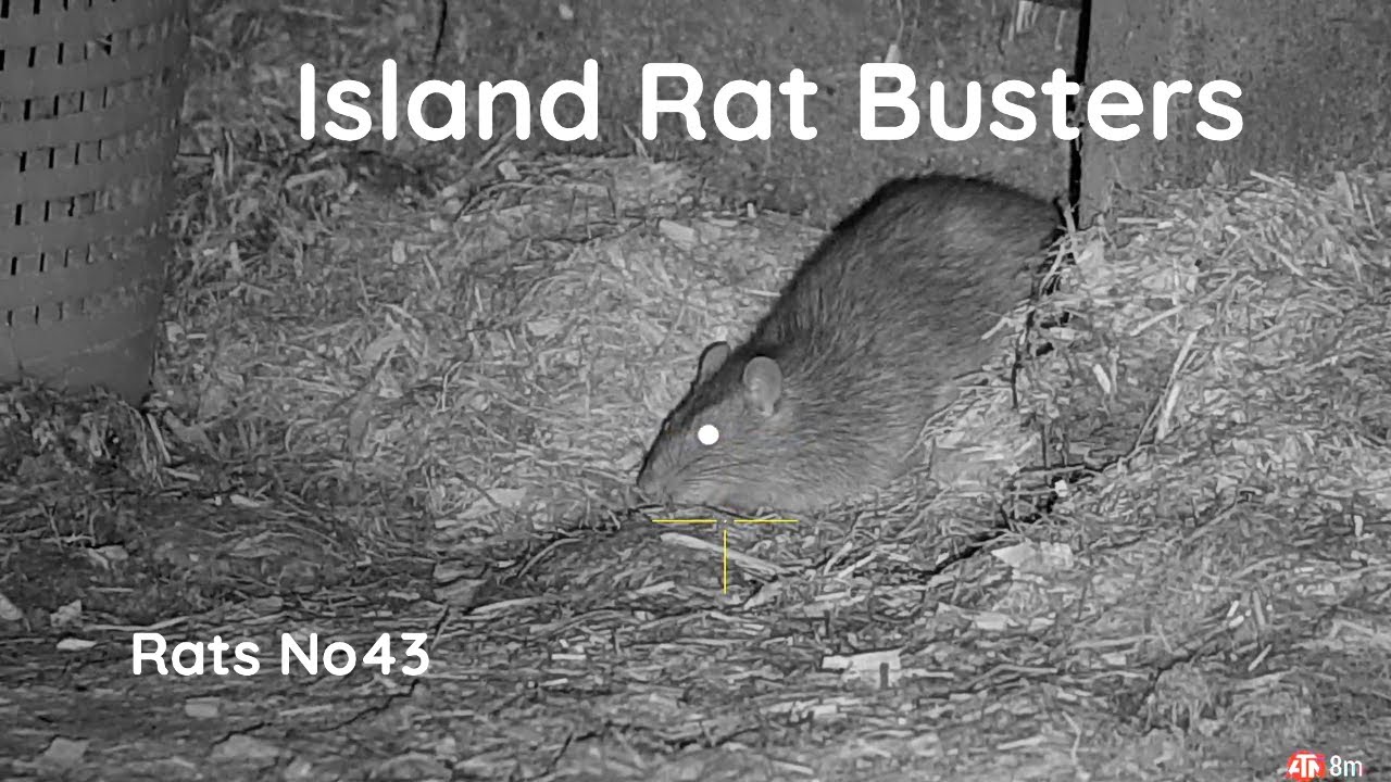 Rats No43 SD 480p - YouTube