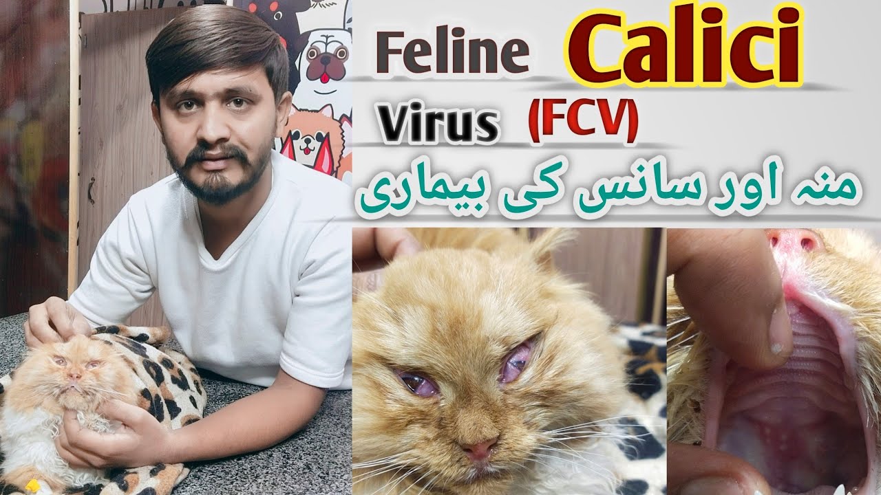 Outbreak ! Dr Waqas Discusses Feline CaliciVirus (FCV) PkVetCare ...
