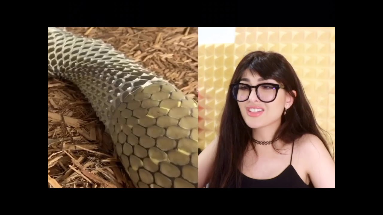 Skin casually shedding its snake. SSSniperwolf - YouTube