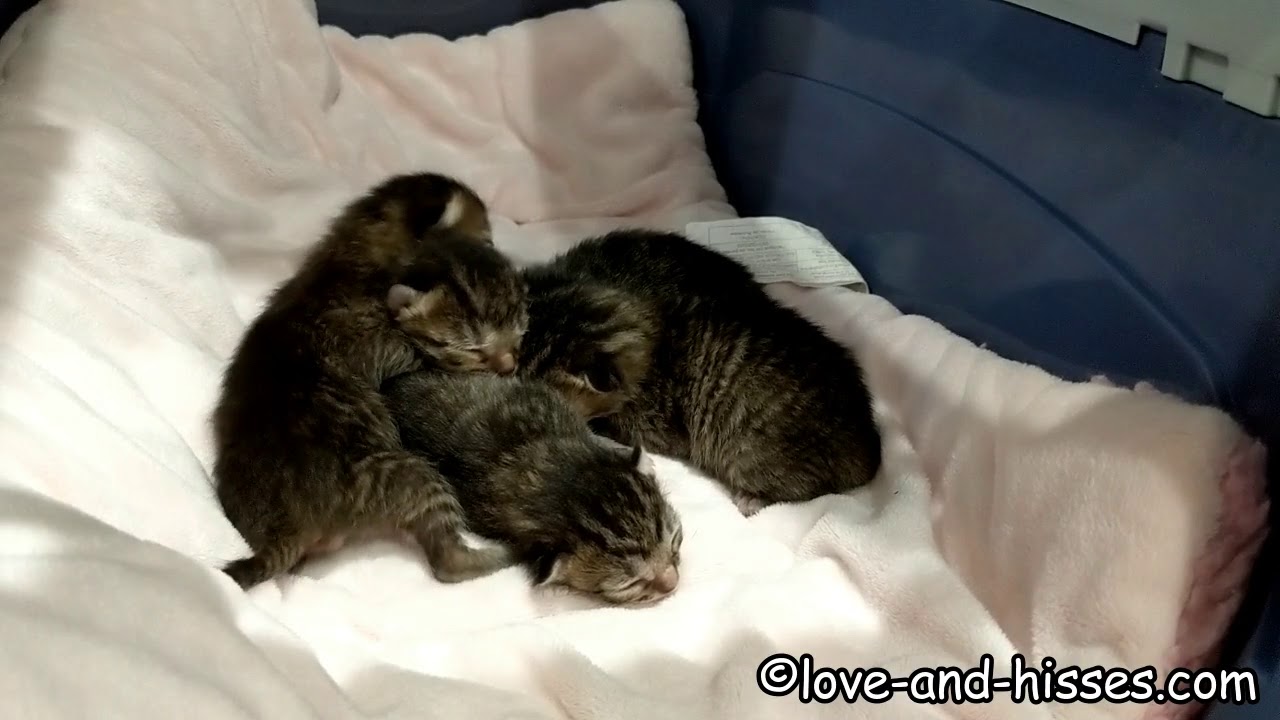 The Half Pints kittens - newborn & 1 day old - YouTube