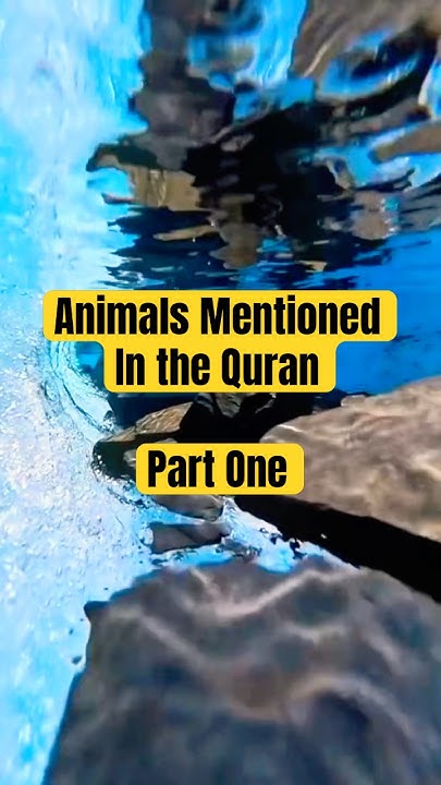 Animals Mentioned in The Quran Part 1 #quran #animals #ant #apes #birds ...