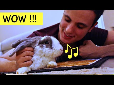My rabbit wrote a song! | Without You - Composed by Bini the Bunny ...
