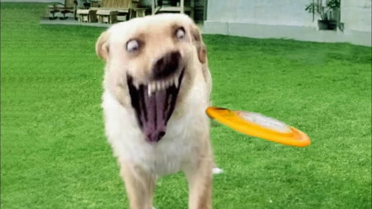 10 Minutes Of Dramatic Dog Moments Compilation - YouTube