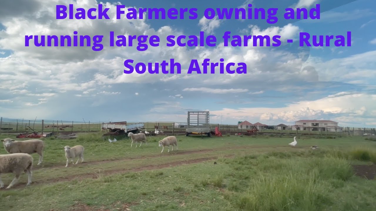 Black Farmers owning & running huge farms in Rural South Africa - YouTube