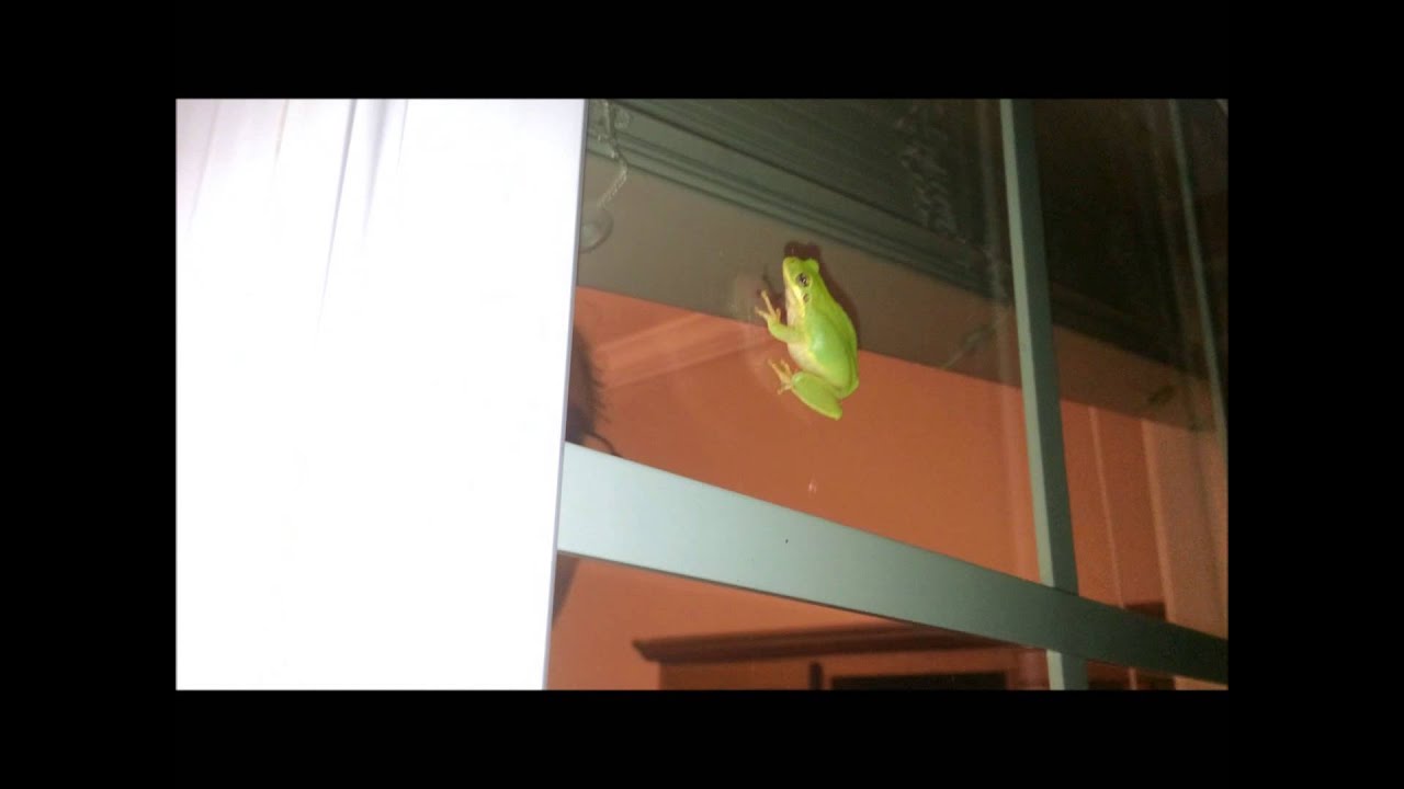 Green Squirrel Tree Frog Eating Moths From a Kitchen Window - YouTube