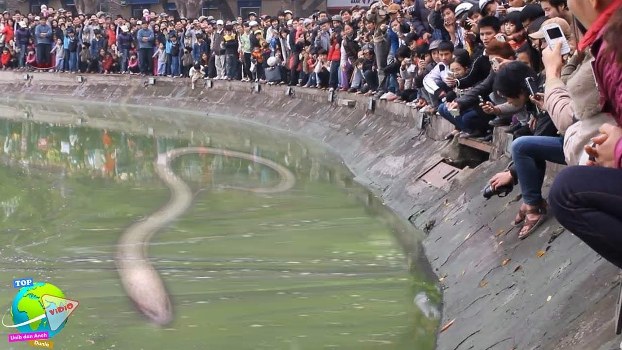 Misteri Kemunculan Belut Putih Raksasa Di Danau Yang Muncul Ketika Ada ...
