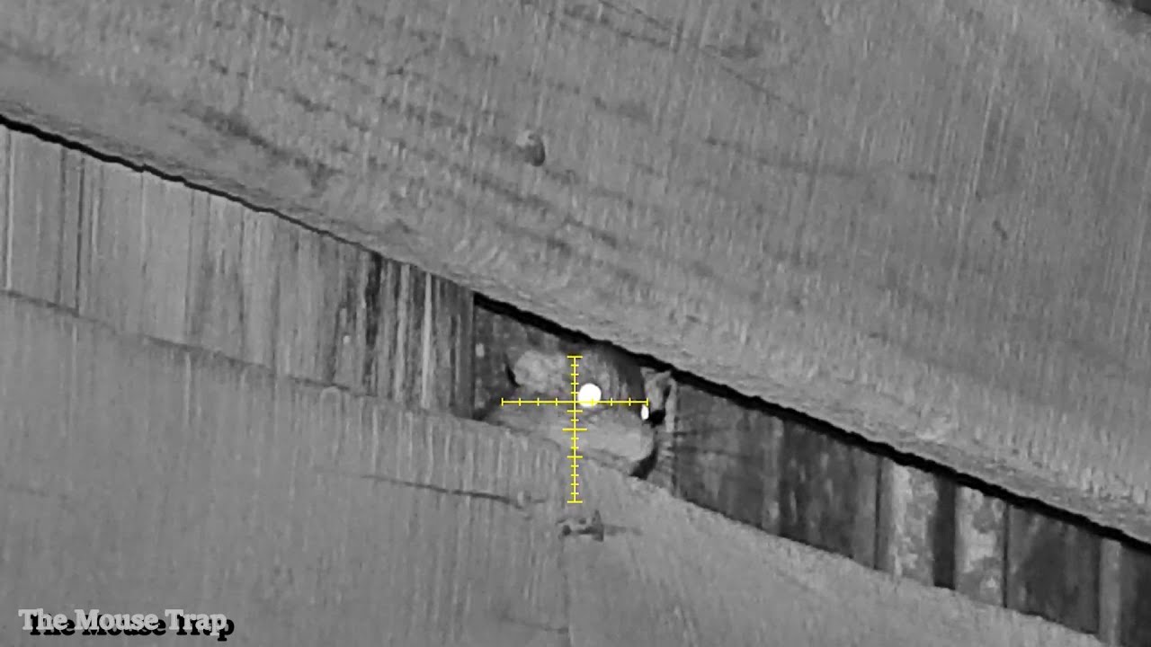 Ratting Ratting and More Ratting Mill and Hog Farm - YouTube