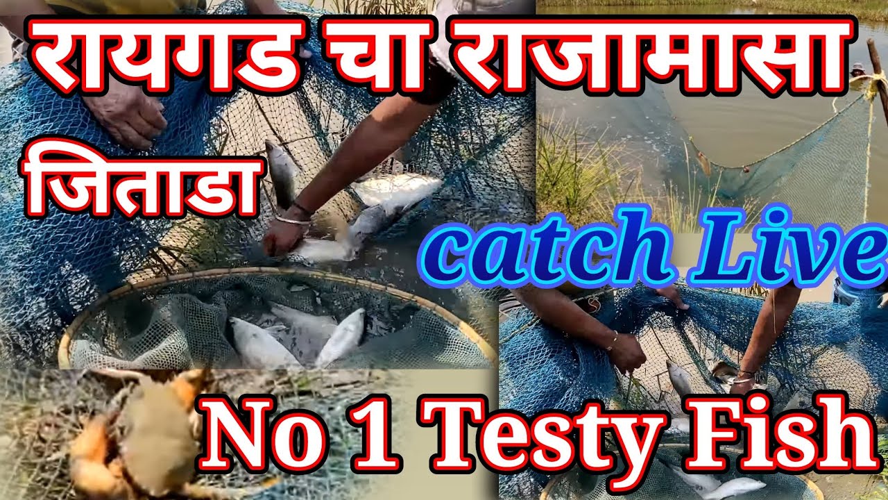 रायगड चा राजामासा जिताडा No 1 Tasty Fish Jitada In Raigad District ...