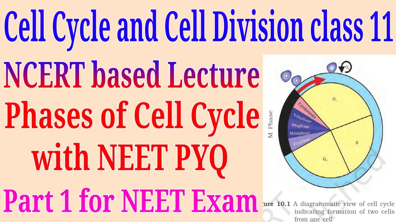 Cell cycle and cell division class 11 ncert Cell cycle part 1 with neet ...