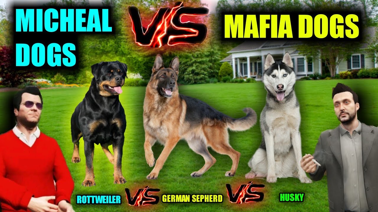 GTA 5 : (Micheal Dogs) Vs (Mafia Dogs) Rottweiler, GSD, Husky ...