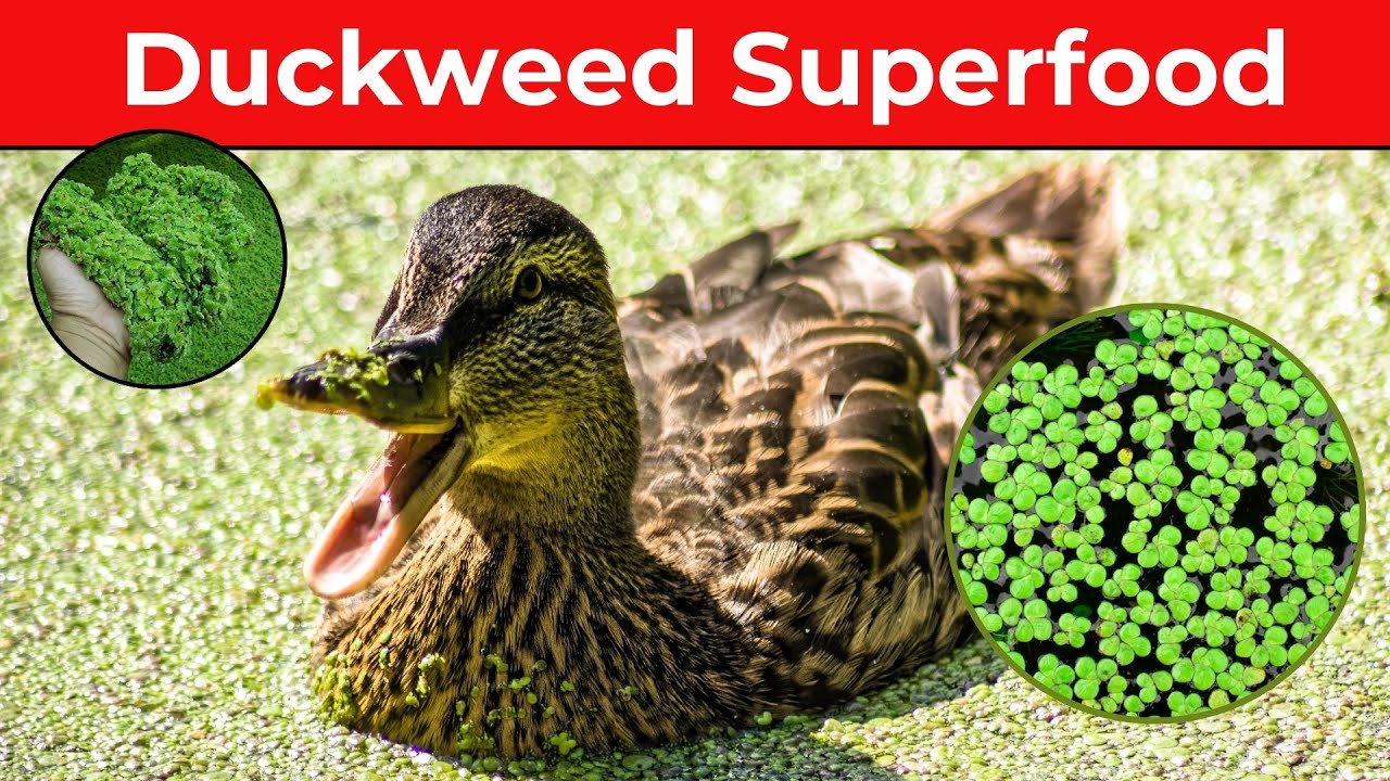 Duckweed for Human: The Tiny Superfood Revolutionizing Nutrition ...