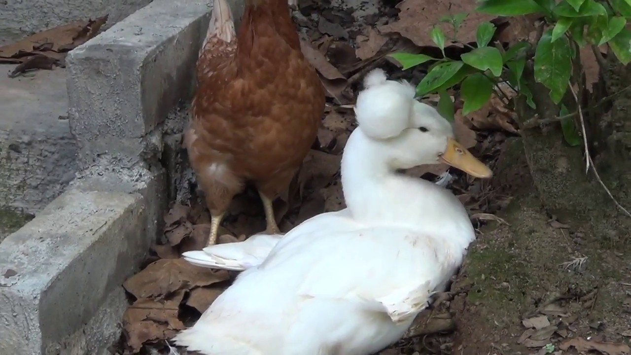 Crested Duck - brooding and hatching - YouTube