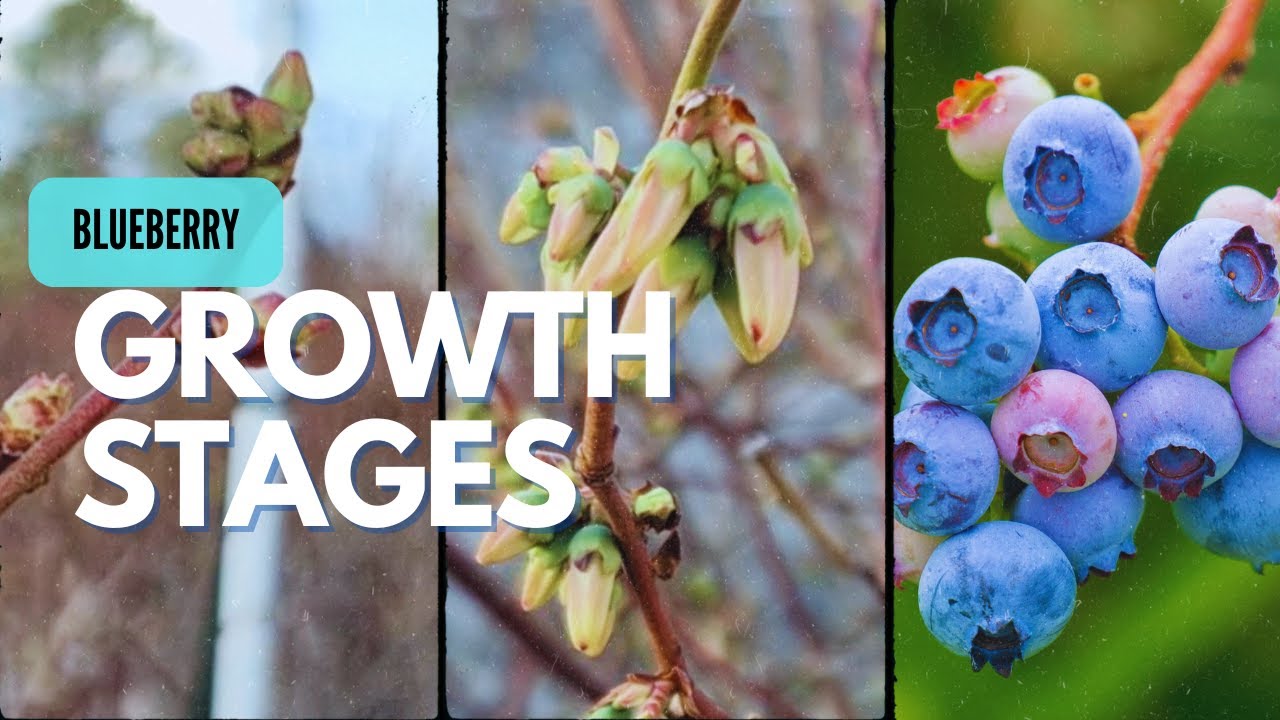 Blueberry Growth Stages | Southern Highbush ‘Keecrisp’ in Action | The ...