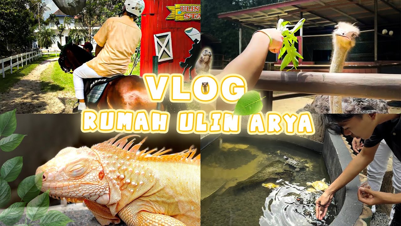 VLOG RUMAH ULIN ARYA SAMARINDA /// MELIHAT KEINDAHAN SATWA 🌳🍃 - YouTube