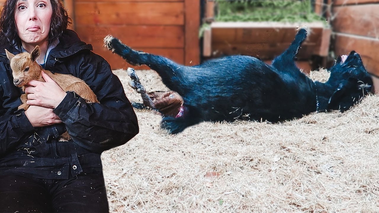It's Fine. I'm Not Panicking. You're Panicking. 😅 (miniature goat birth ...