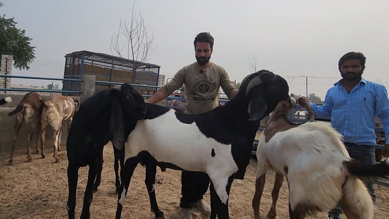 200 Plus Jaane Wale Punjabi Goats At Goat World Farm Hanumangarh ...