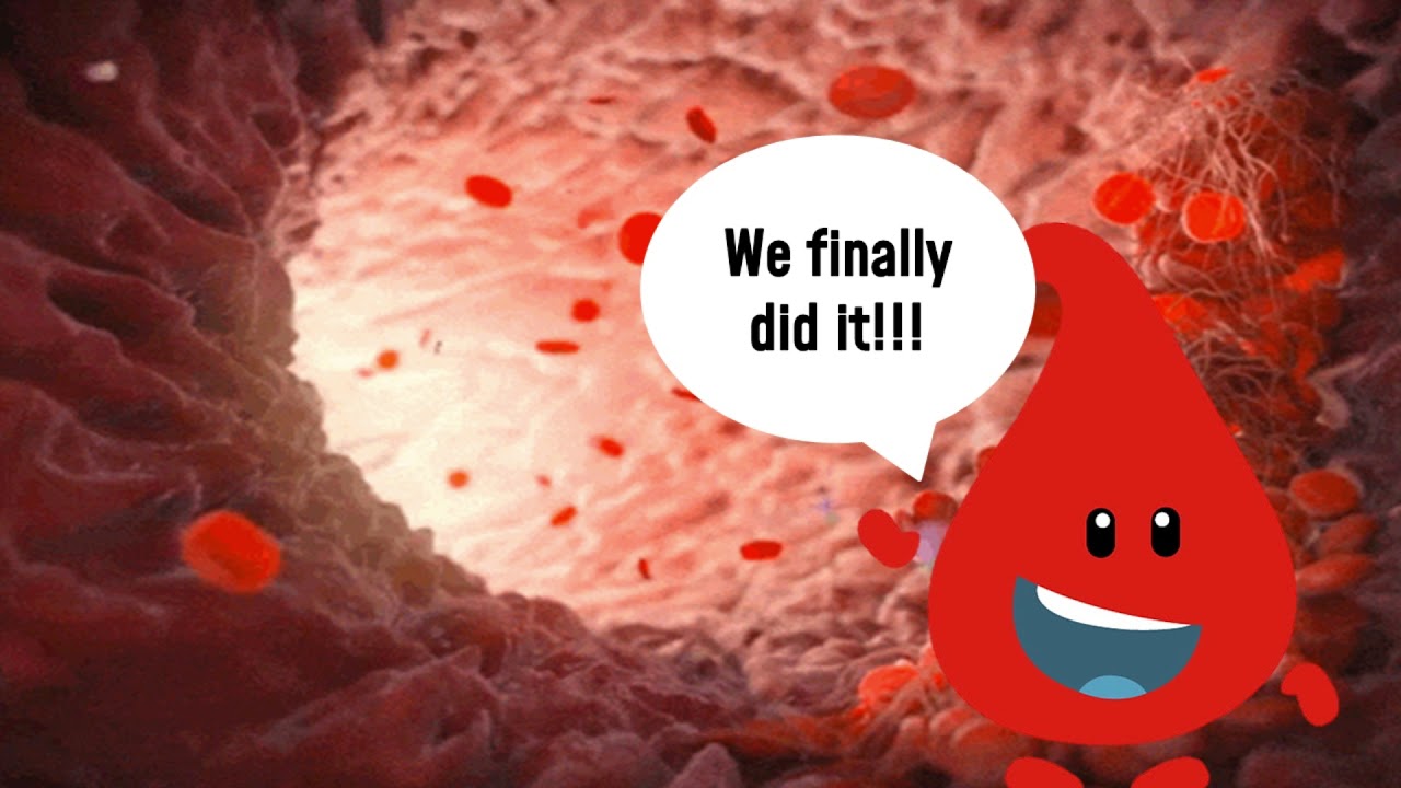 HUMAN HOMEOSTASIS: REGULATION BLOOD OXYGEN LEVEL AND CARBON DIOXIDE ...