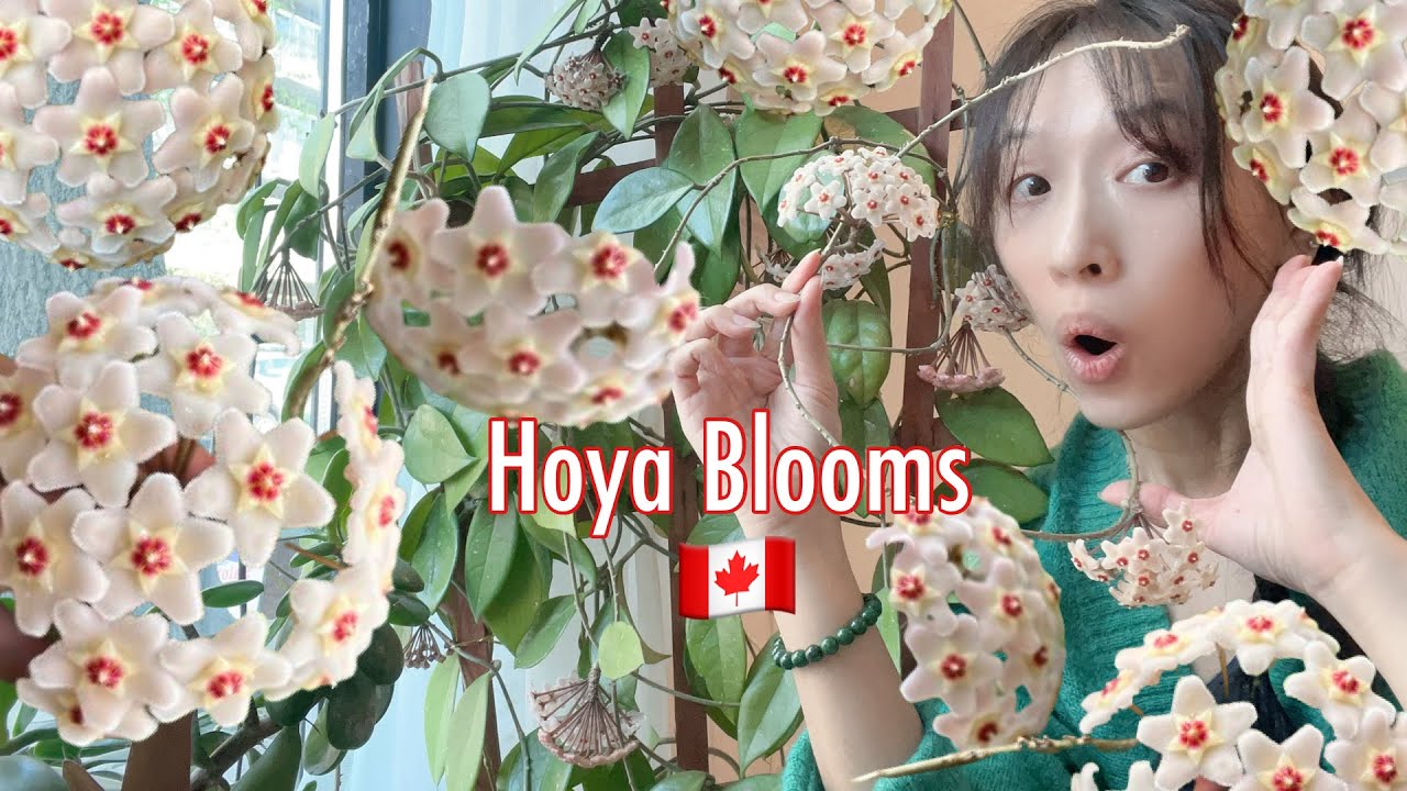 Làm thế nào để hoa Hoya nở liên tục | Q&A Hoya constantly bloom - YouTube