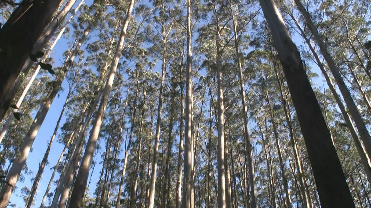 Mountain Ash (Eucalyptus Regnans) - YouTube